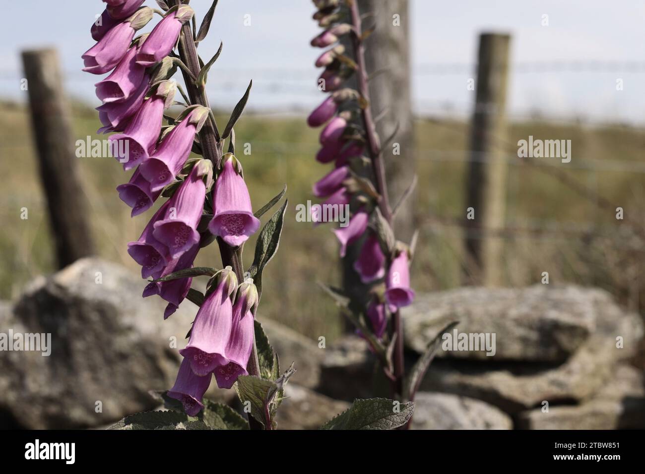 Foxglove scene emotion runs high central theme of human emotion ...