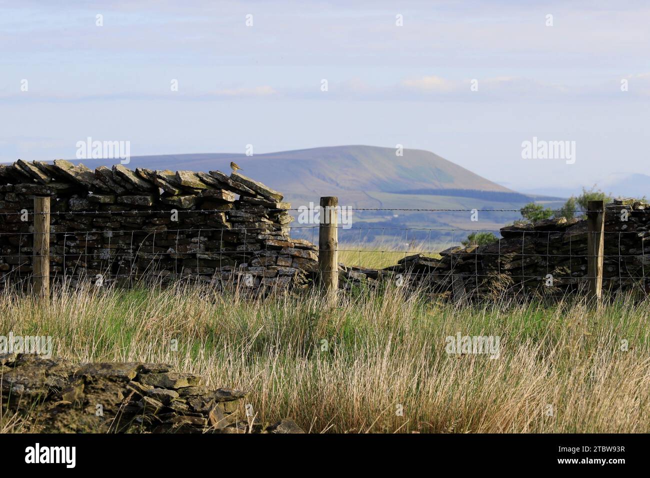 Little bird on hill hi-res stock photography and images - Alamy