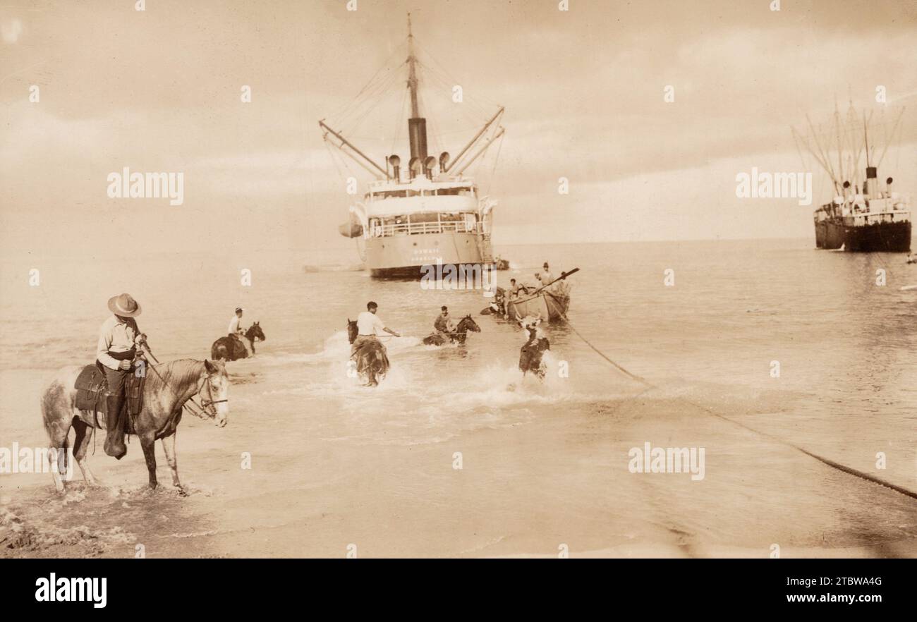 Cattle ranching hawaii hi-res stock photography and images - Alamy
