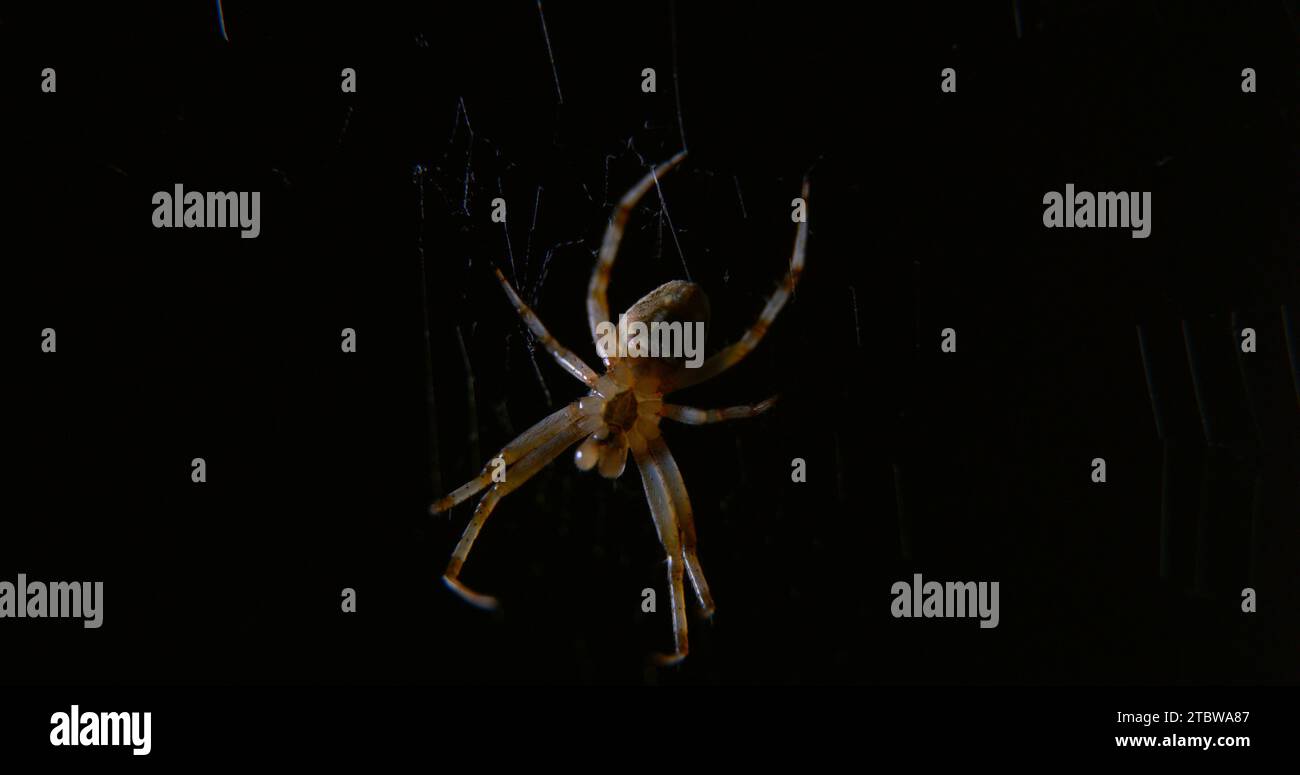An adult female (orb weaver) spider, Zygiella x-notata, waits patiently ...
