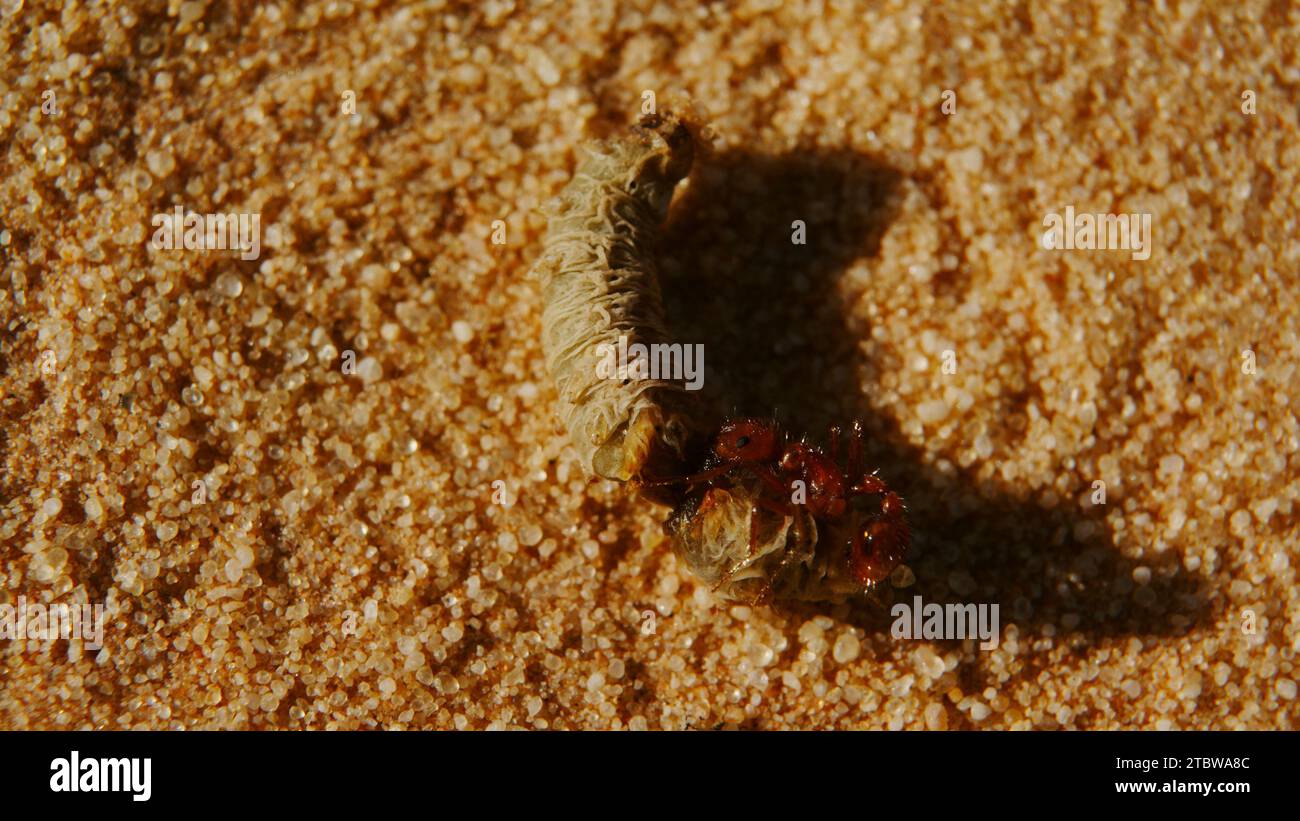 Desert fire ant hi-res stock photography and images - Alamy