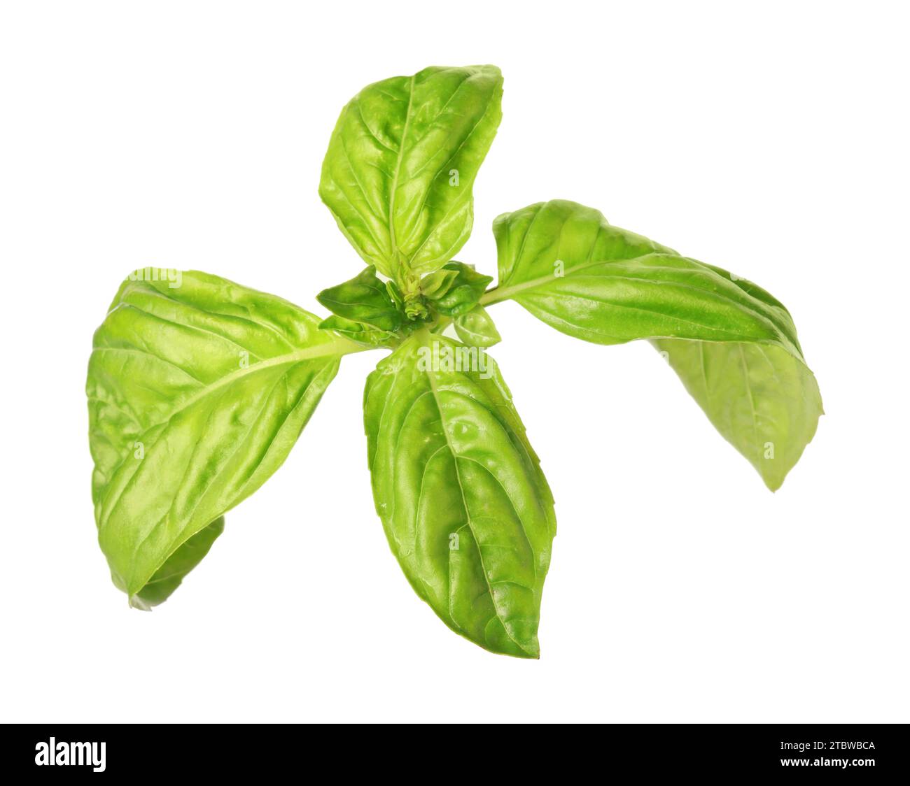 Fresh green basil leaves isolated on white Stock Photo - Alamy