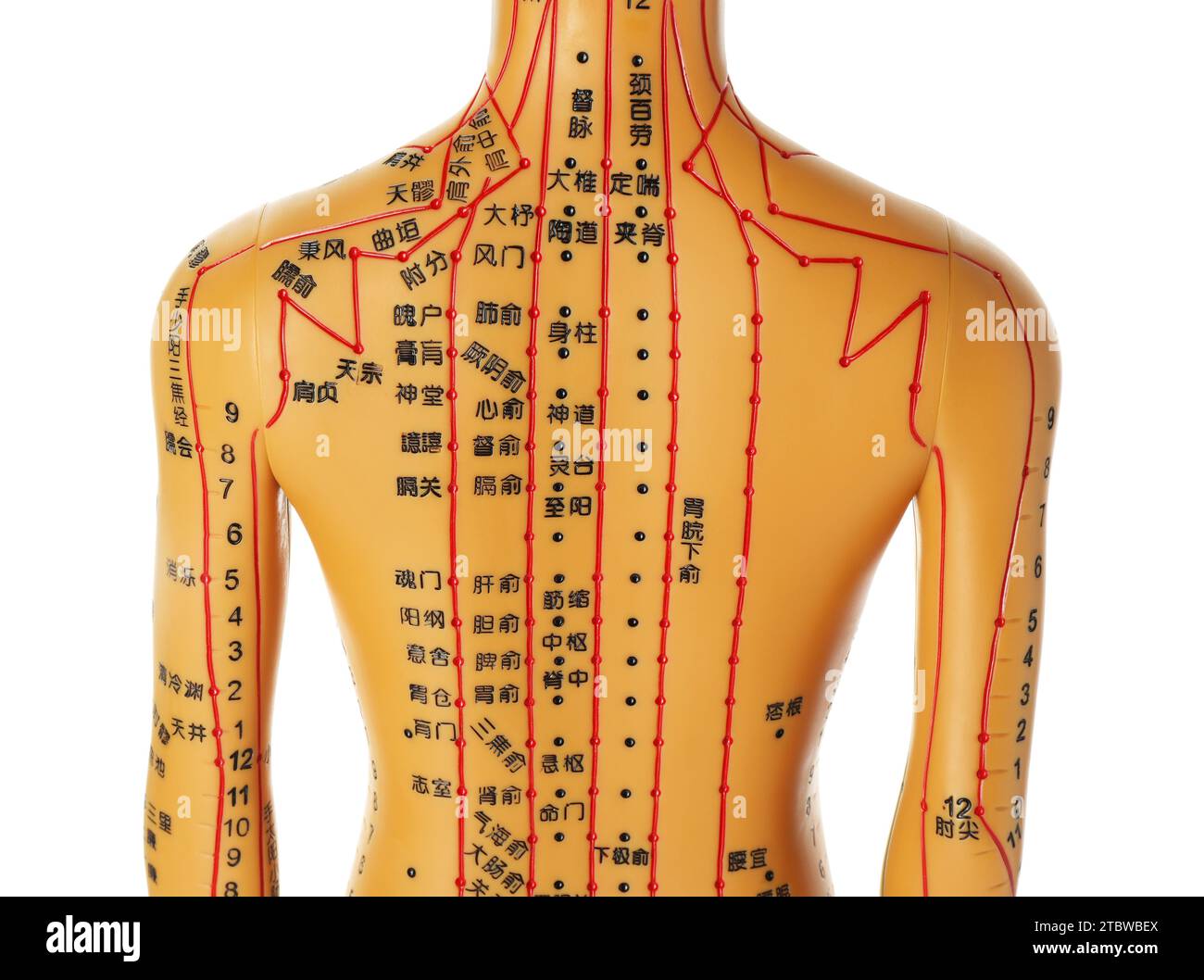 Acupuncture model. Mannequin with dots and lines isolated on white ...