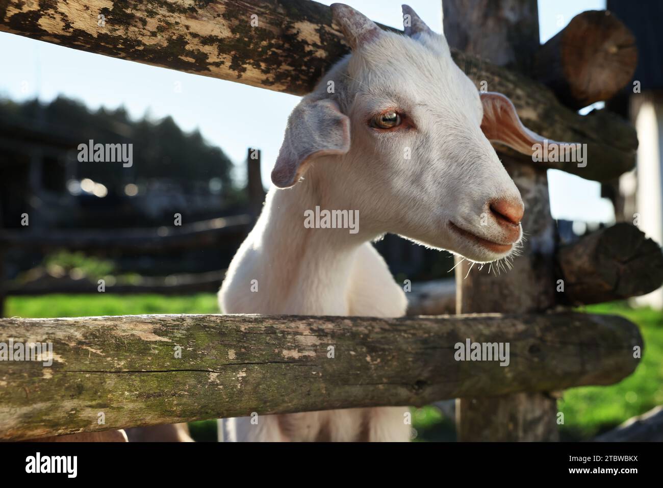 Cute goat inside of paddock at farm Stock Photo - Alamy