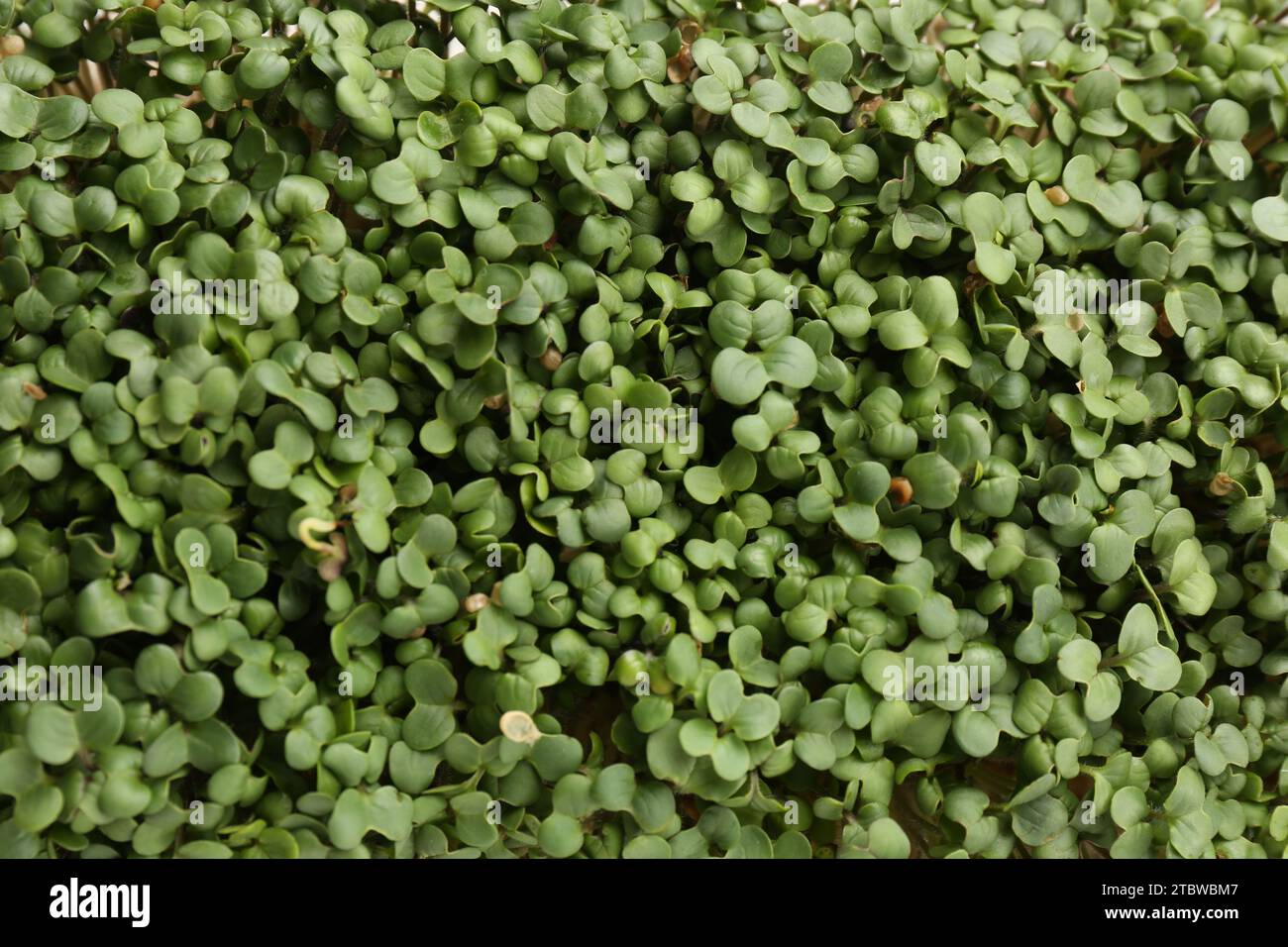 Growing microgreen. Many fresh daikon radish sprouts as background, top ...
