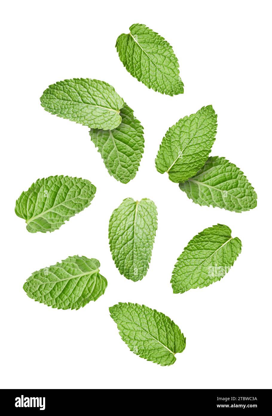 Fresh mint leaves falling on white background Stock Photo - Alamy