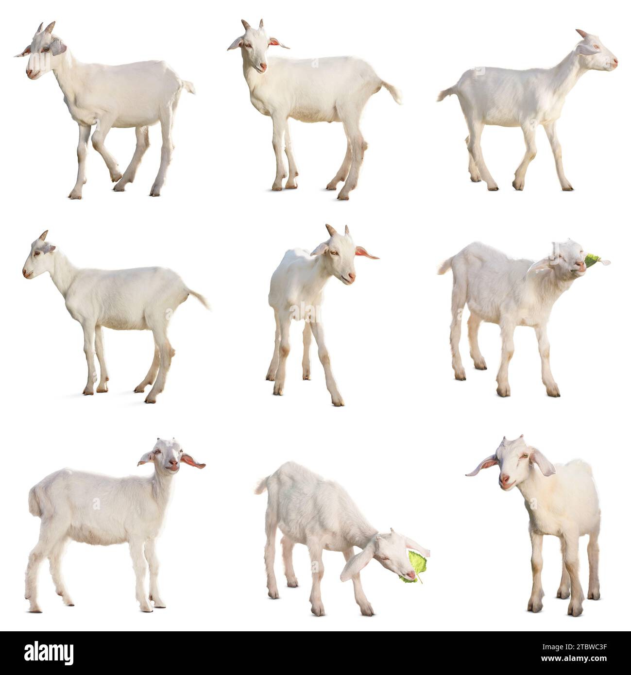 Domestic animal goats on Cut Out Stock Images & Pictures - Alamy