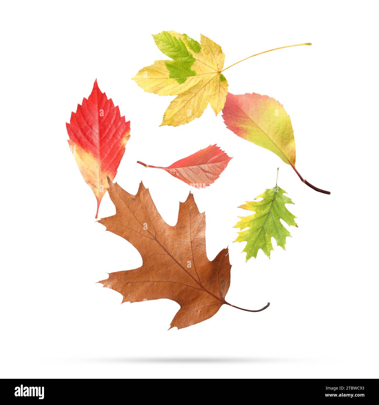 Many different bright autumn leaves falling on white background Stock ...