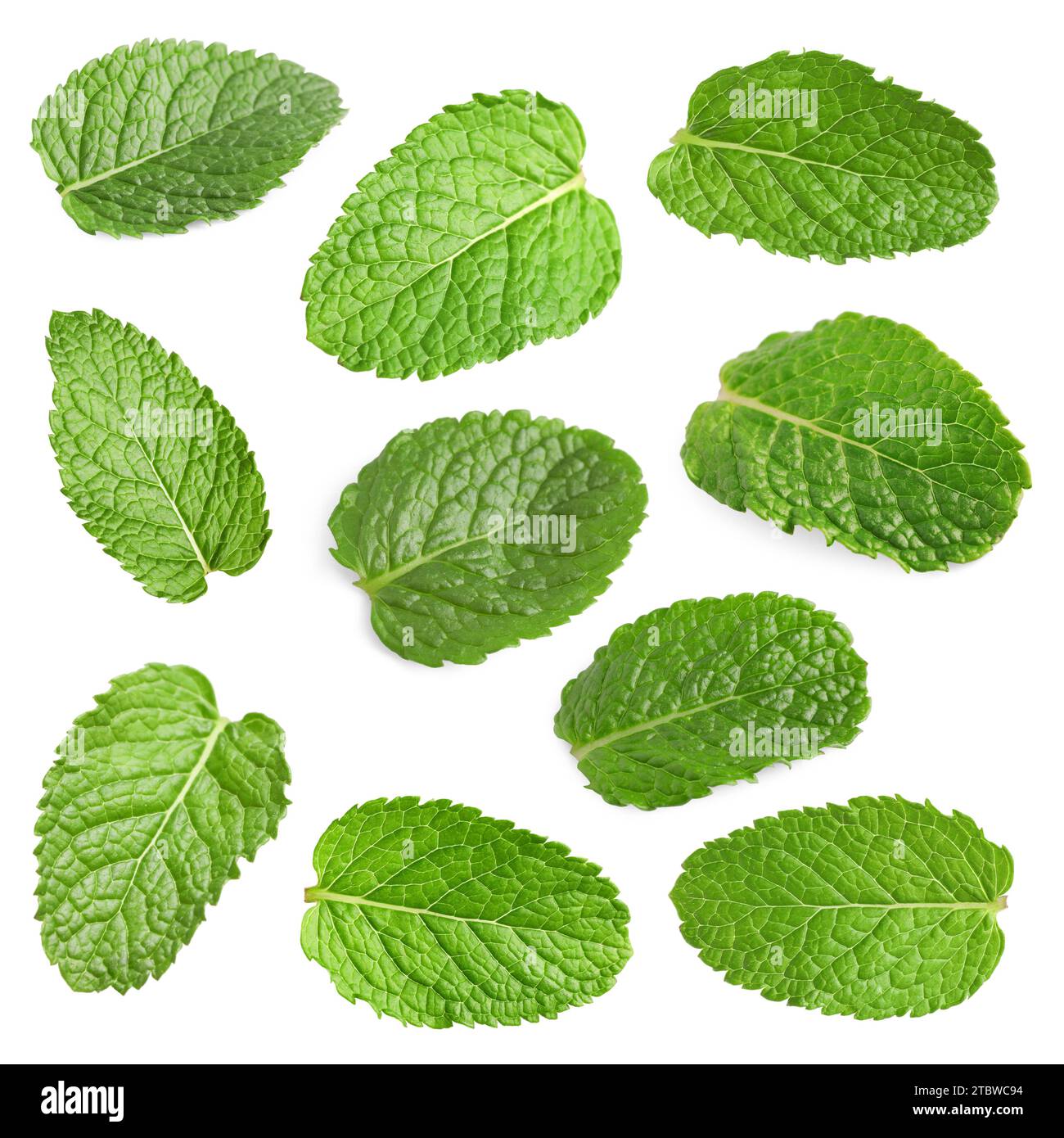 Fresh mint leaves isolated on white, set Stock Photo - Alamy