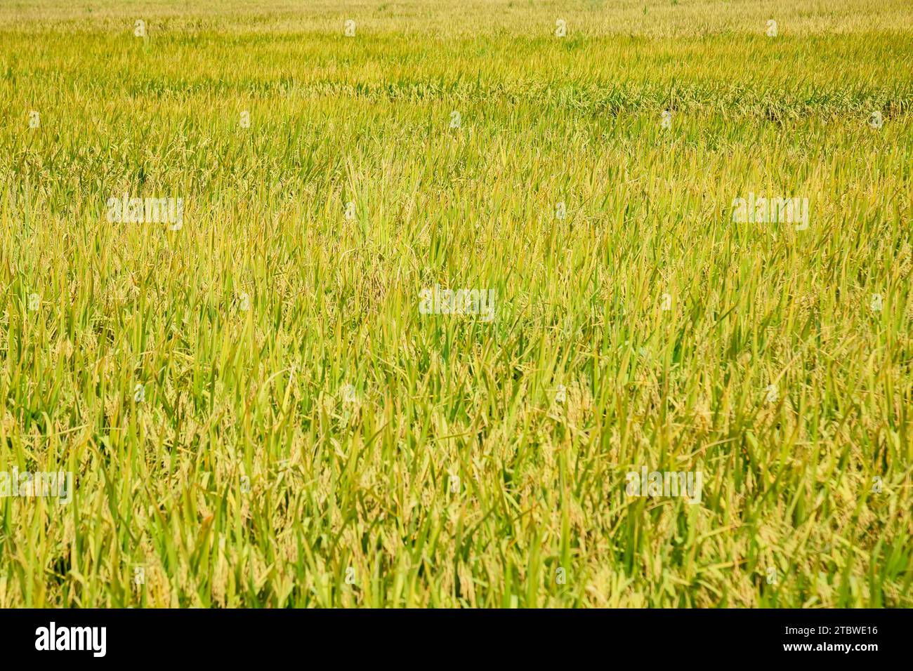 Beautiful golden rice hi-res stock photography and images - Alamy
