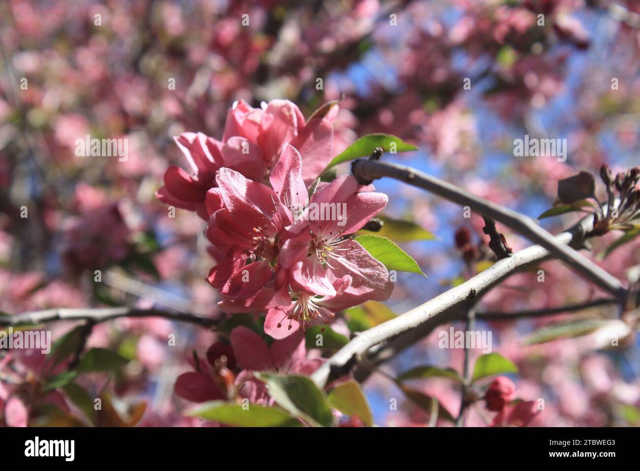 Cherry tree close hi-res stock photography and images - Alamy
