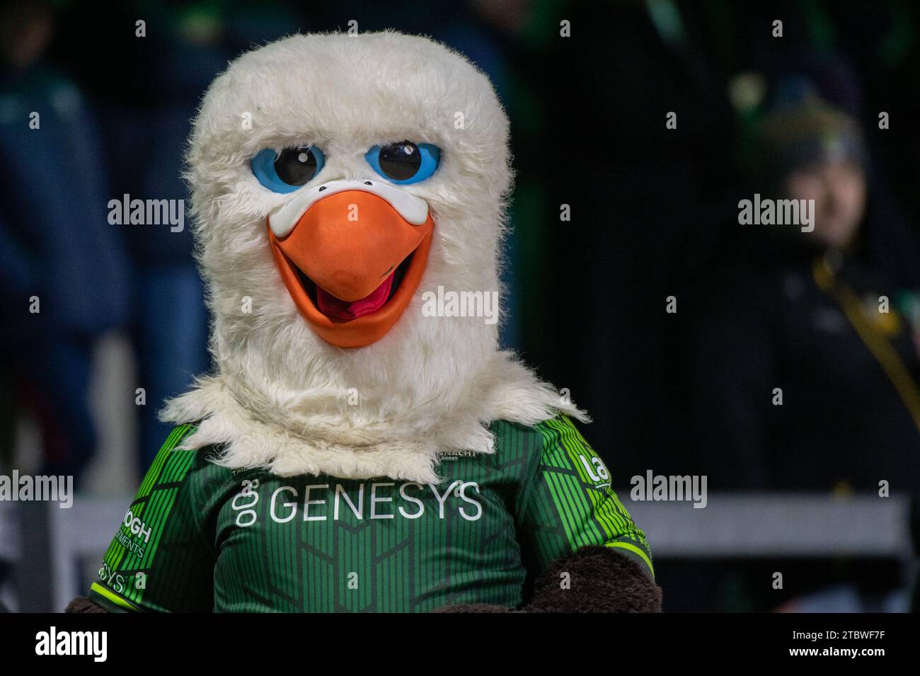 Ireland and rugby bordeaux hi-res stock photography and images - Alamy