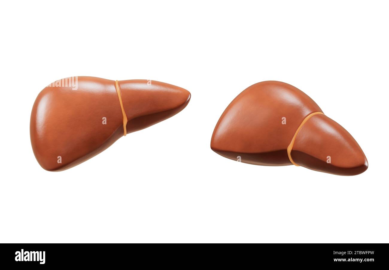Liver organ with health care concept, 3d rendering. 3D illustration ...