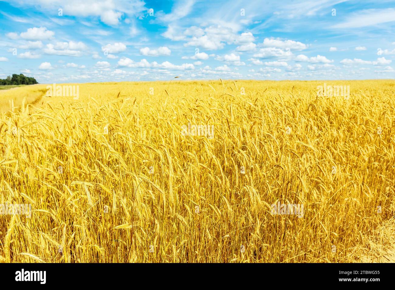 Wheat field and cloudy heaven Stock Photo - Alamy