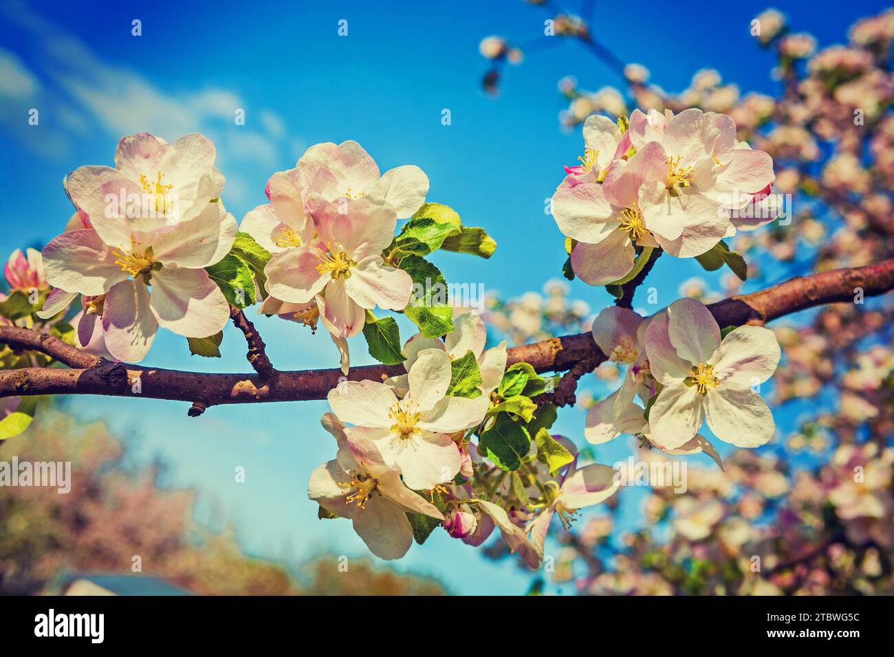 Red apple tree hi-res stock photography and images - Alamy