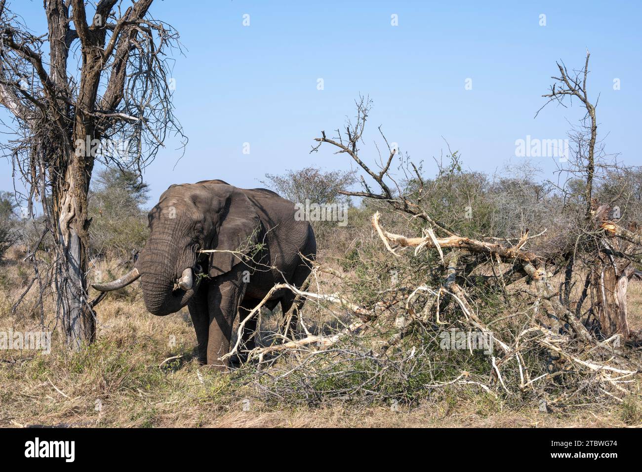 Elephant eating tree hi-res stock photography and images - Alamy