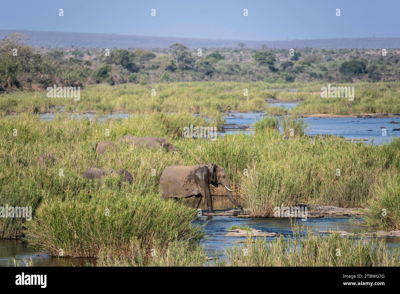 African elephants (Loxodonta africana) in the swamp near Lower Sabie ...