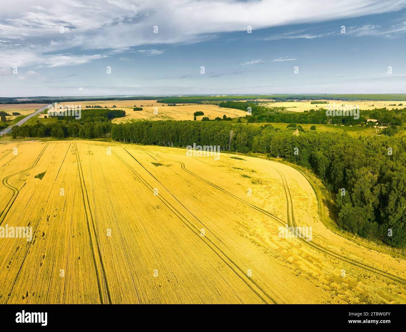Big plantations of field of wheat and green forest plots Stock Photo ...
