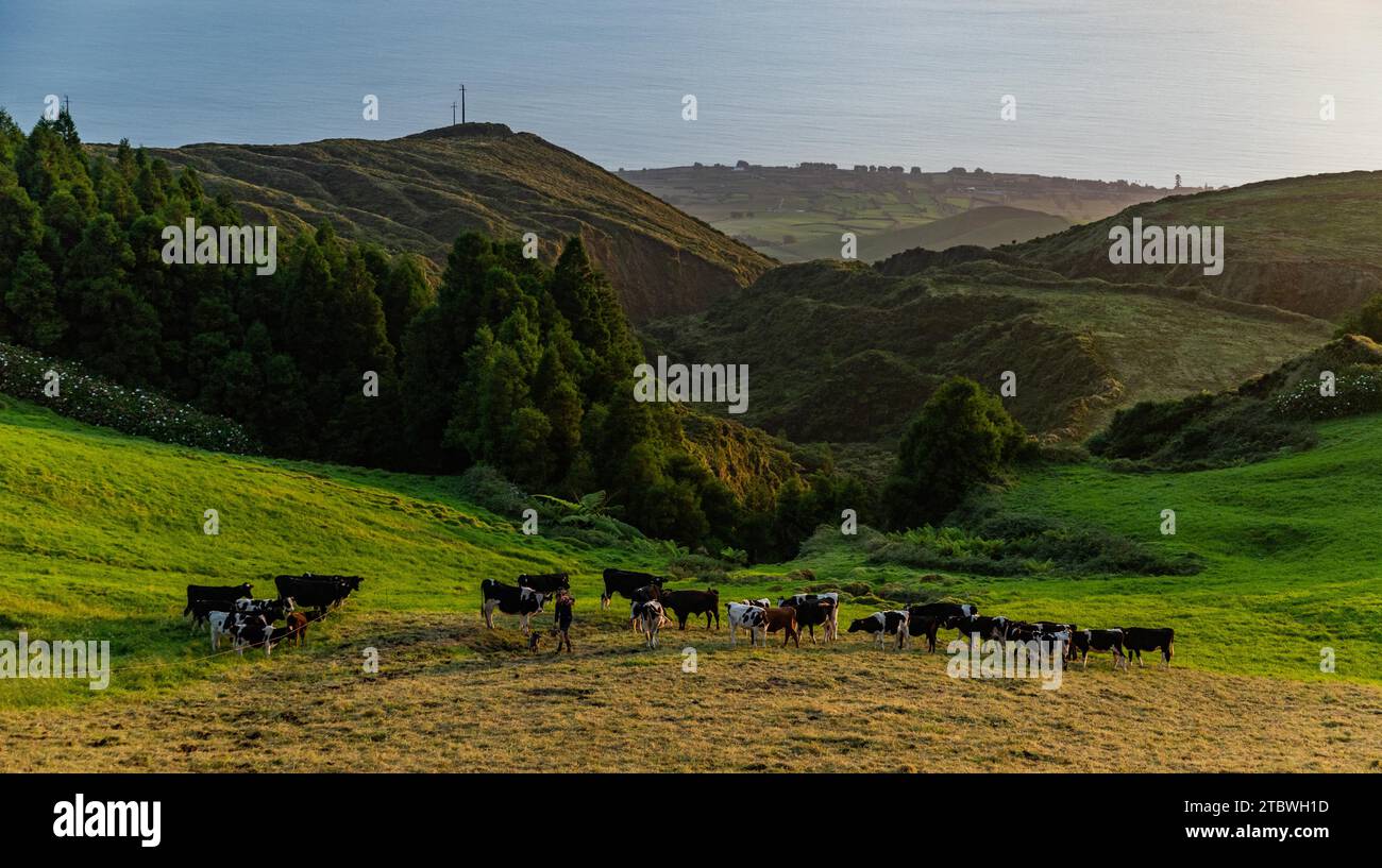 A picture of a group of grazing cows Stock Photo - Alamy