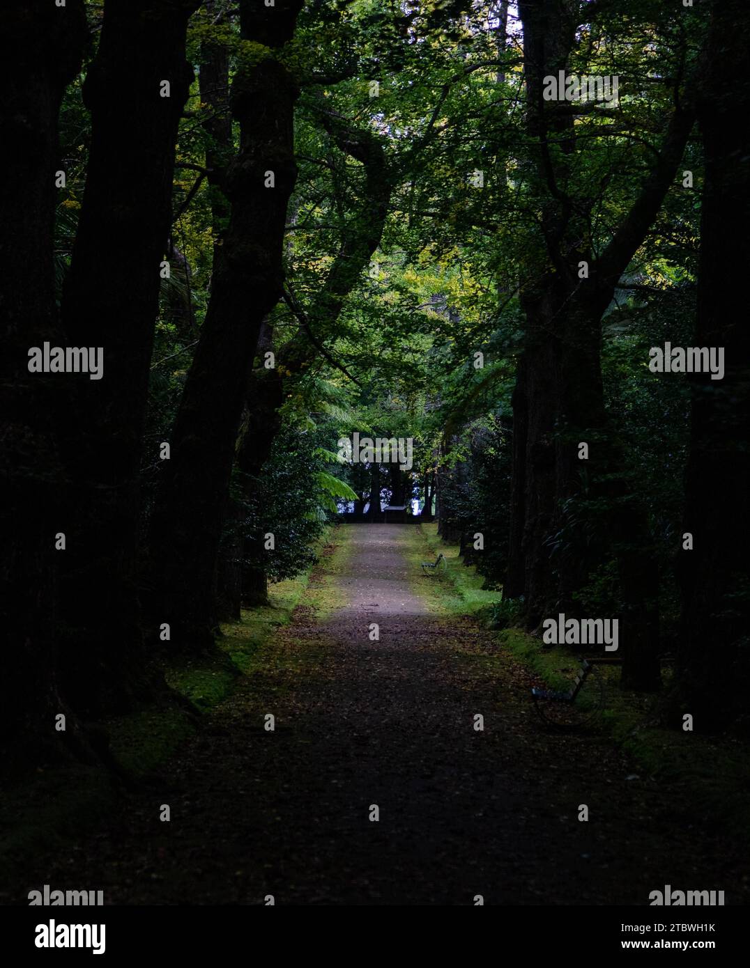 A picture of a tree lined path at the Terra Nostra Park (Furnas Stock ...