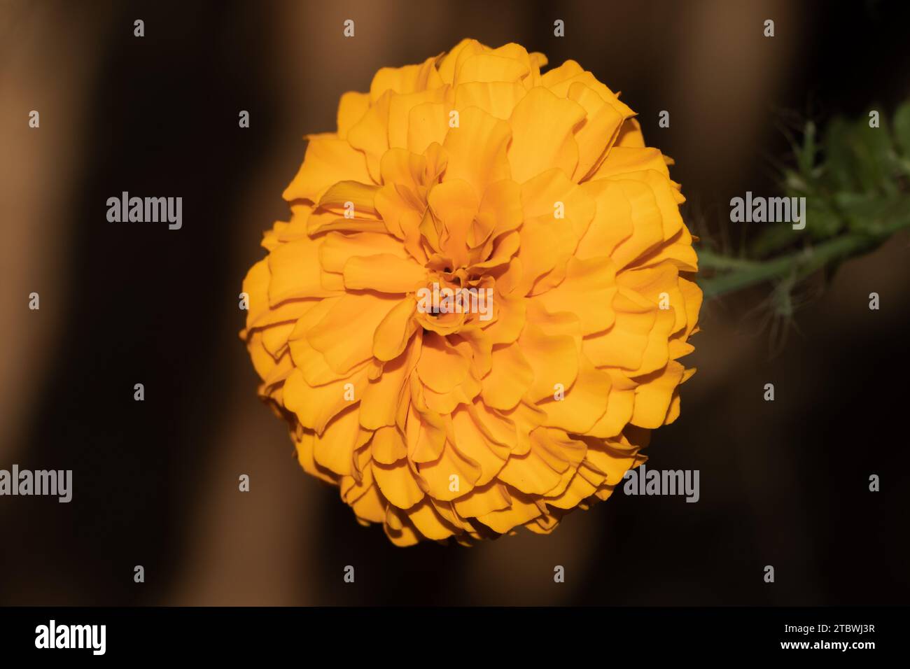 Sayapatri nepal hi-res stock photography and images - Alamy