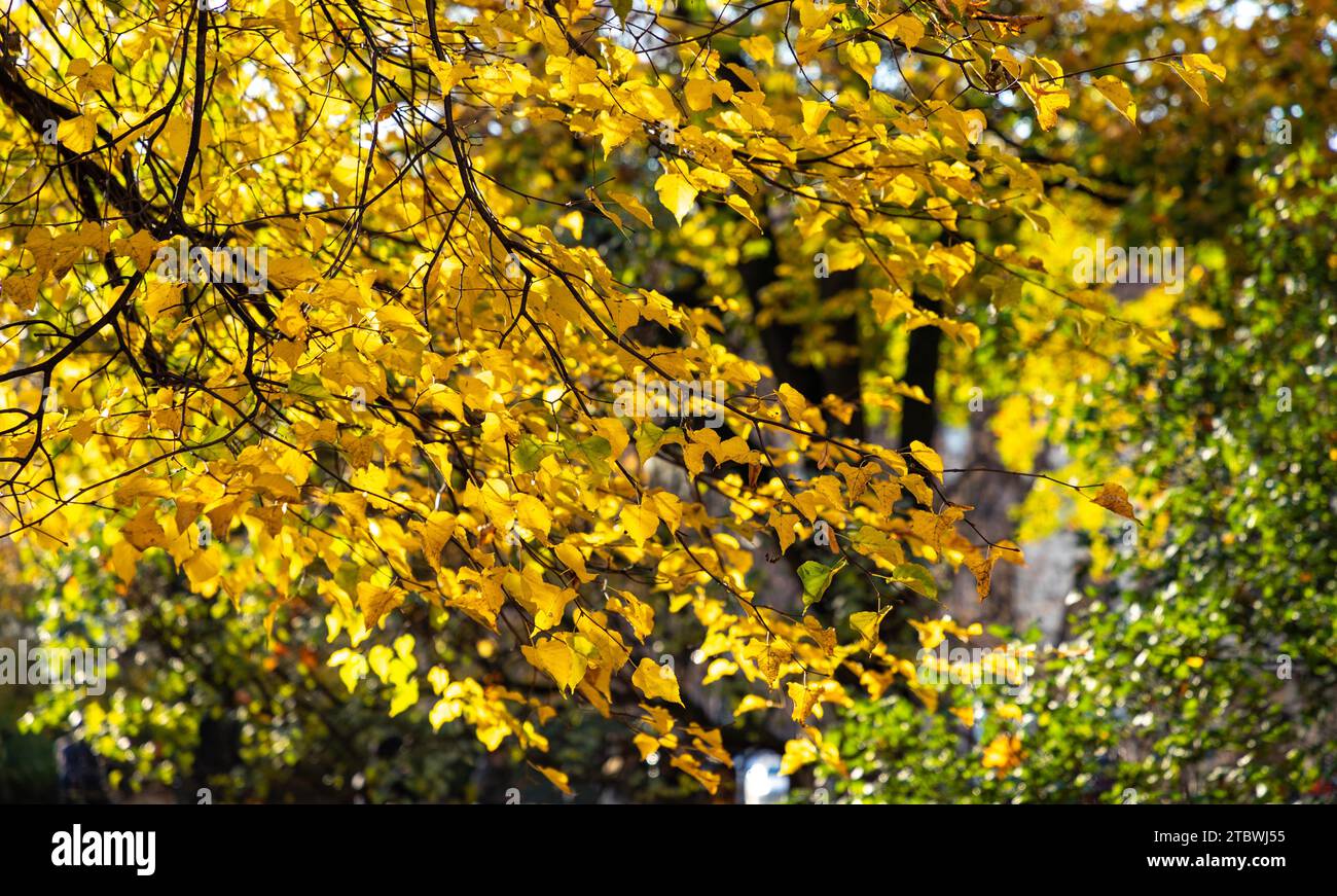 A picture of the yellow tree leaves in the fall (Krakow Stock Photo - Alamy