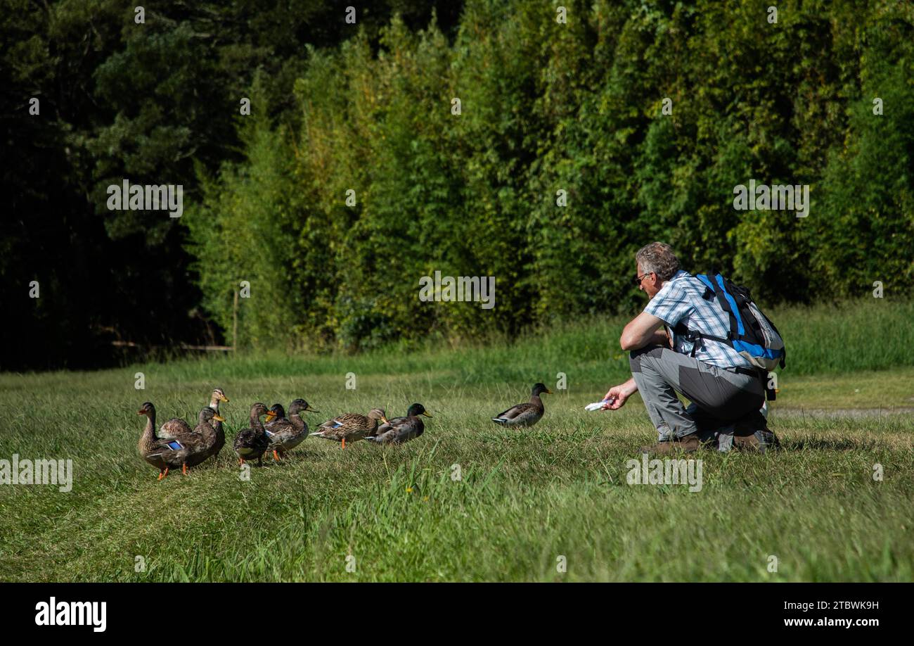 Man feeding ducks hi-res stock photography and images - Alamy