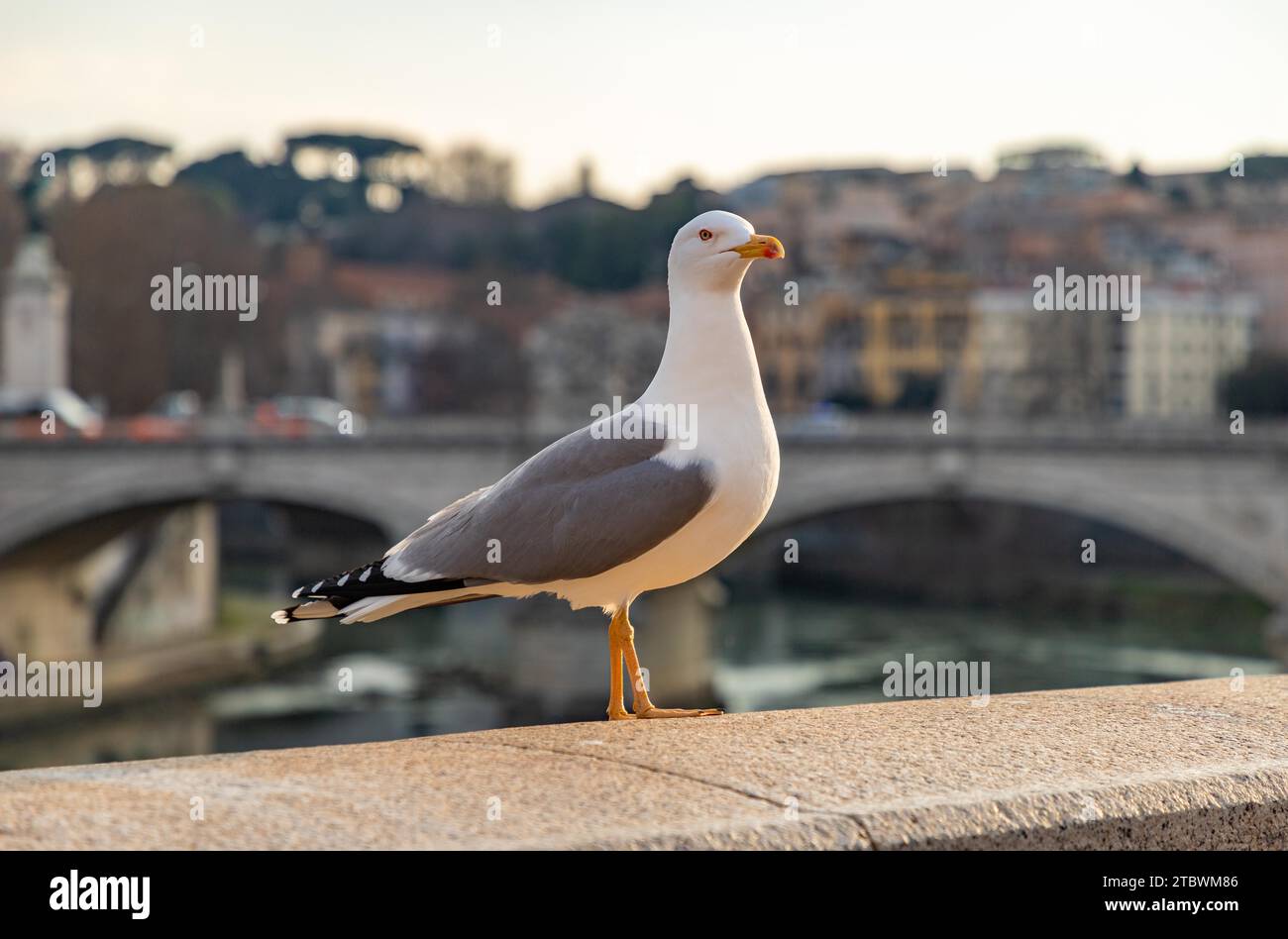 Seagull on a ledge hi-res stock photography and images - Alamy