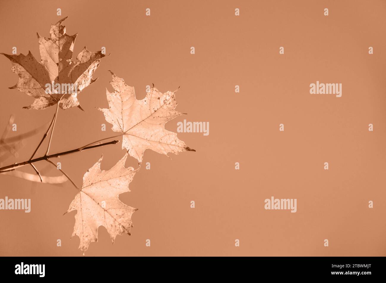 Macro image fall maple hi-res stock photography and images - Alamy