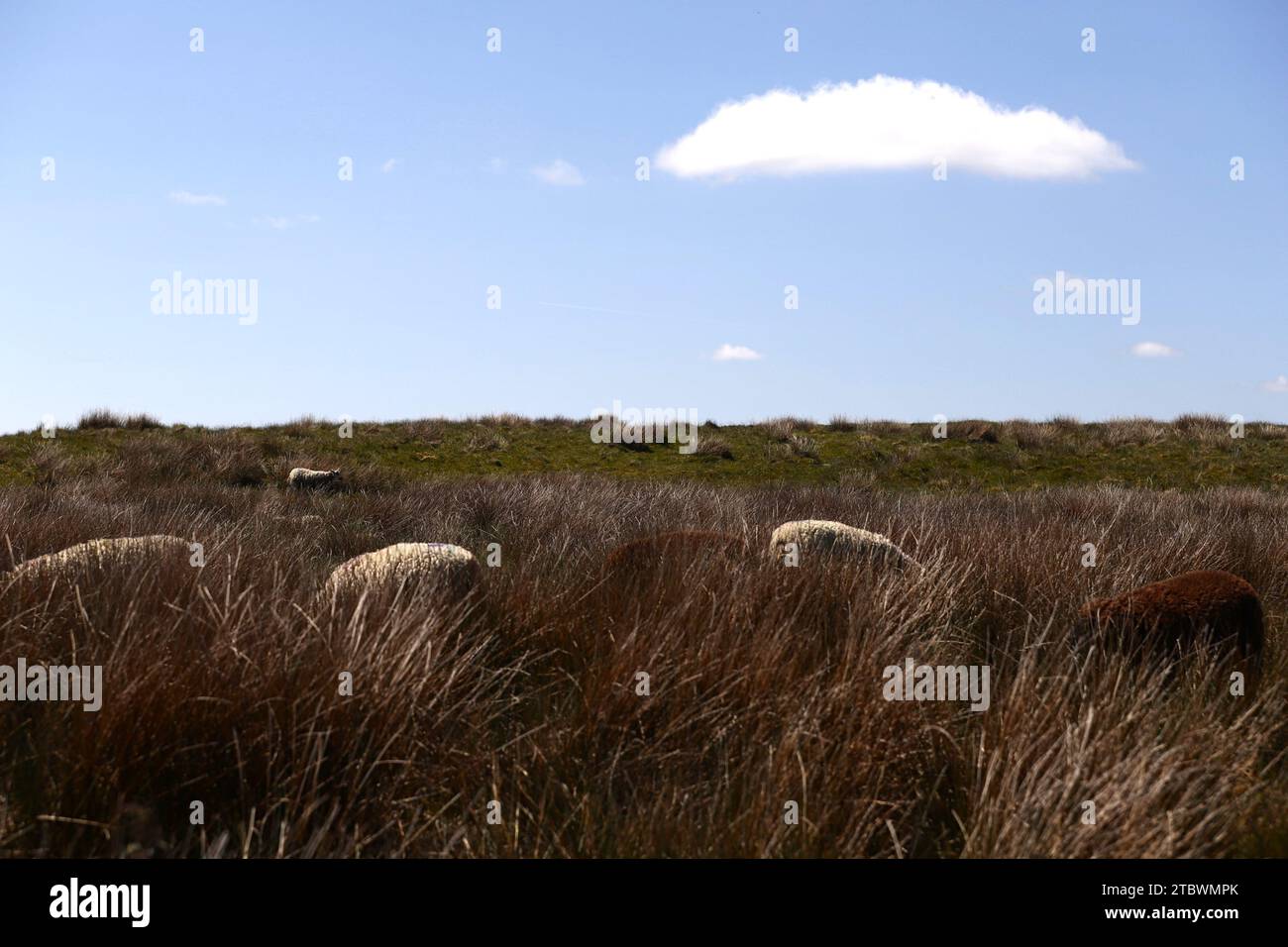 patterns are shapes in nature within the environment clouds grazing ...