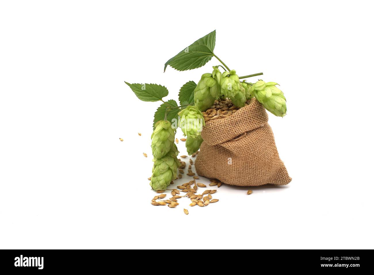 Sprig of green hops and barley spilling from a hessian bag over a white ...