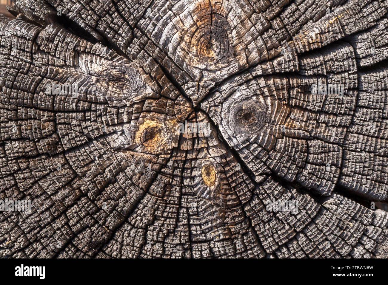 Annual growth rings hi-res stock photography and images - Alamy