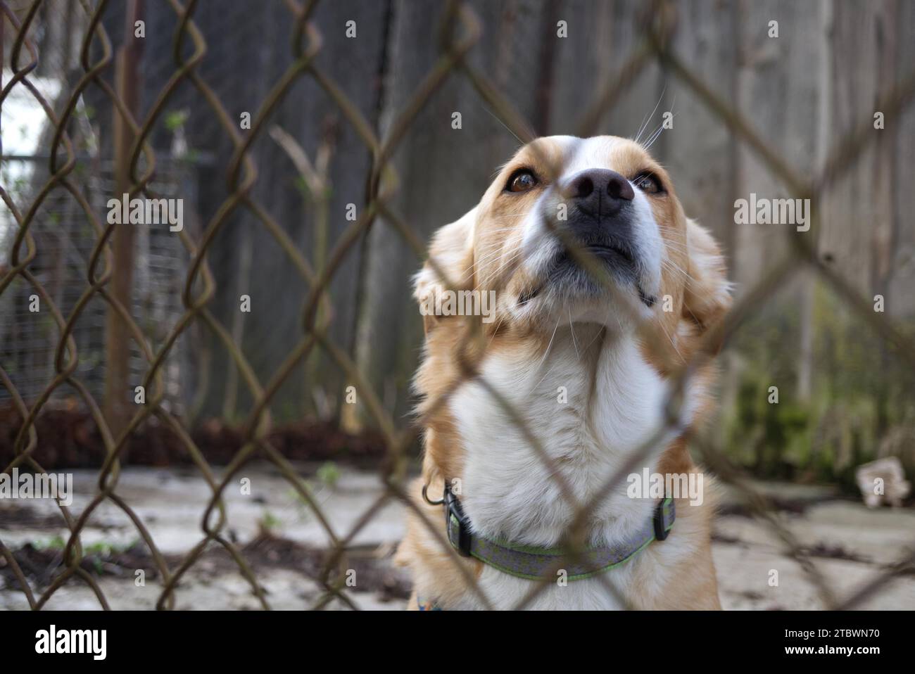Sad dog cage hi-res stock photography and images - Alamy