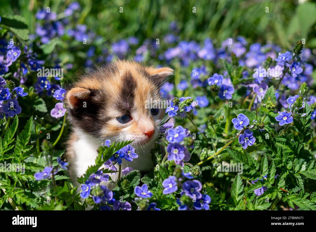 Little kitten amongst blue flowers in a spring meadow Stock Photo - Alamy