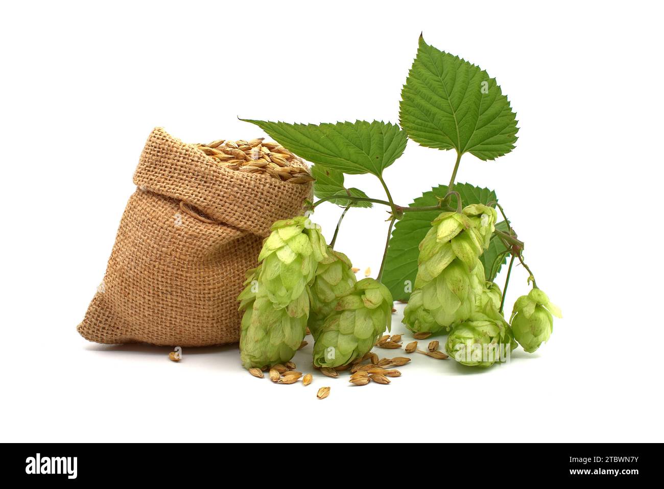 Barley spilling from a hessian bag and sprig of green hops over a white ...