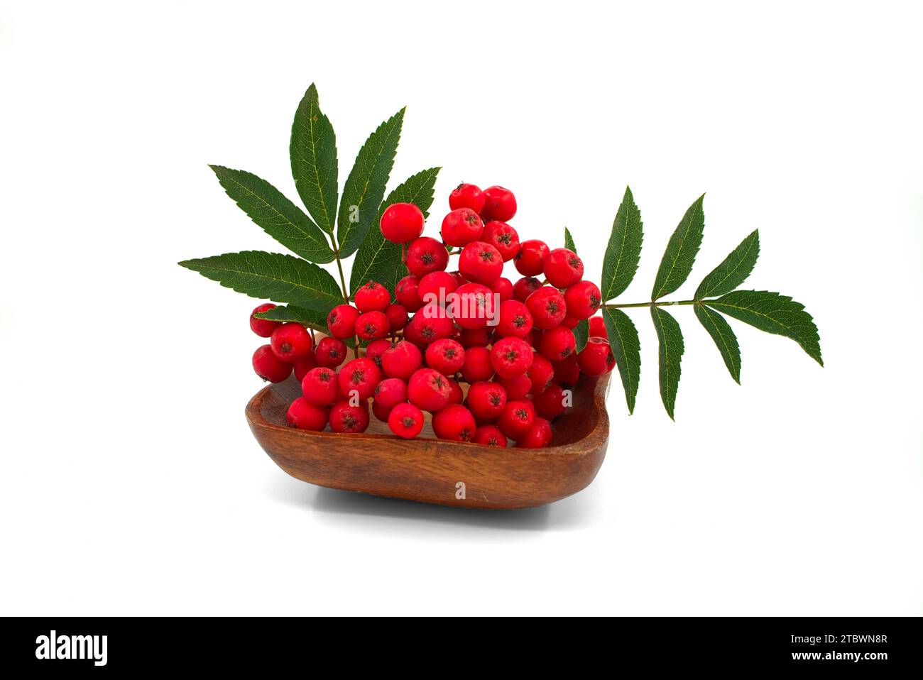 Rowan berry (Sorbus aucuparia) on a wooden plate over a white ...