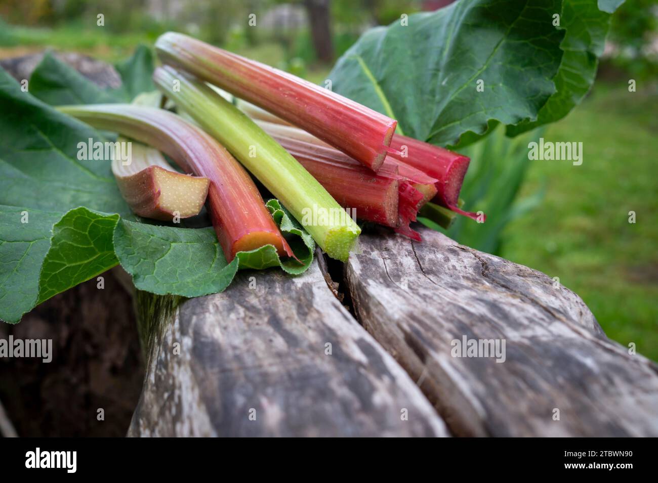 Freshly harvested stalks and leaves of rhubarb lying on a weathered ...