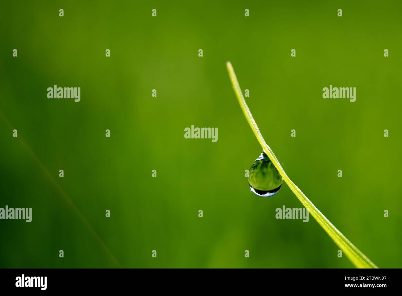 Dewdrops on grass sunrise hi-res stock photography and images - Alamy