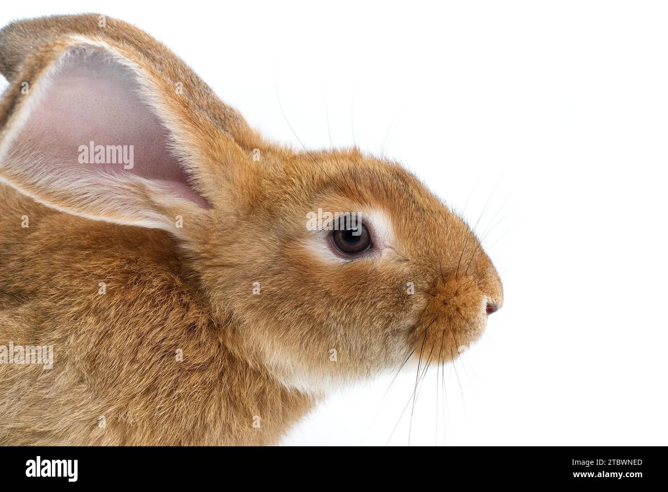 Cute rabbit head profile over a white background Stock Photo - Alamy