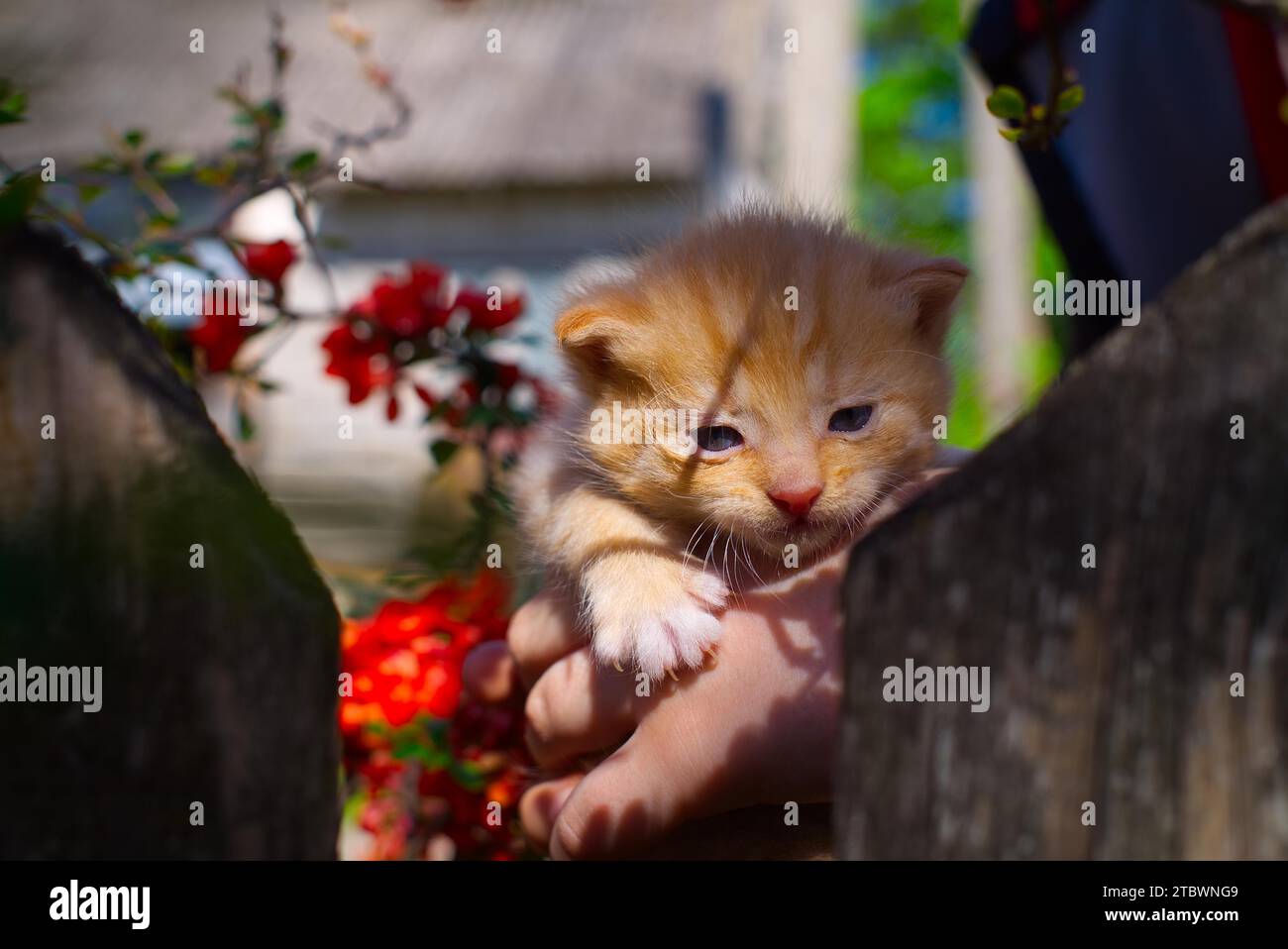 Little ginger kitten in a spring garden amongst red flowers Stock Photo ...