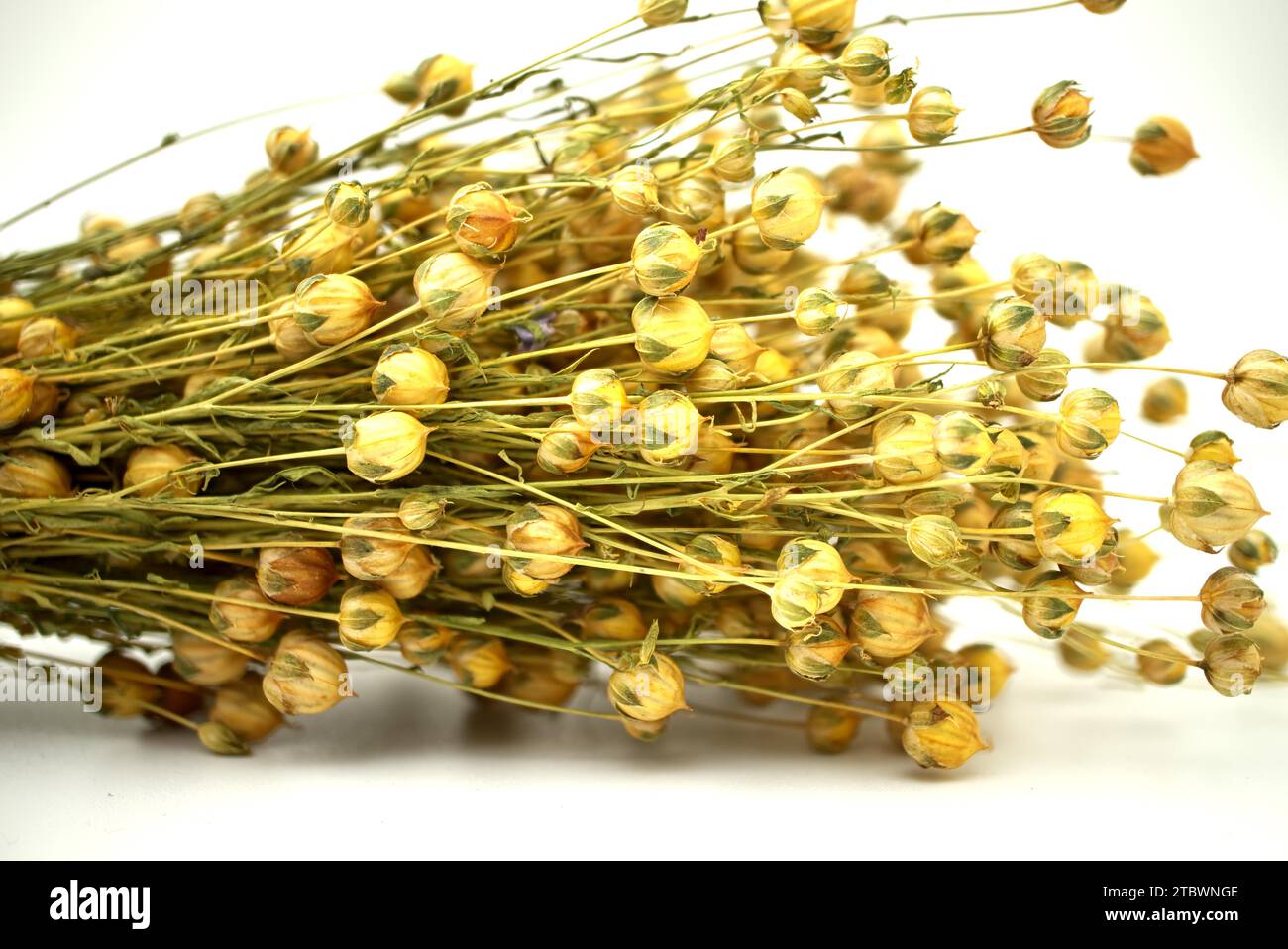 Bunch of dry flax plant, also known as Linseed, Flaxseed and Common ...