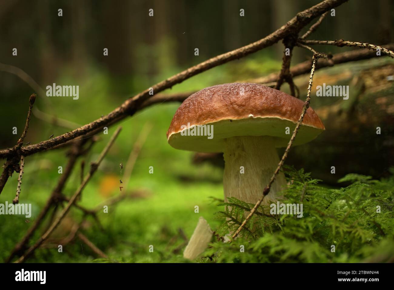 Cep or Boletus Mushroom growing on lush green moss in a forest, low ...