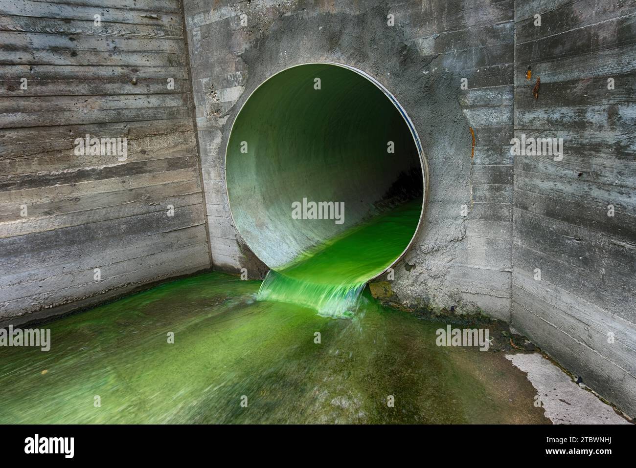 Bright green polluted effluent flowing through a drainage pipe exiting ...
