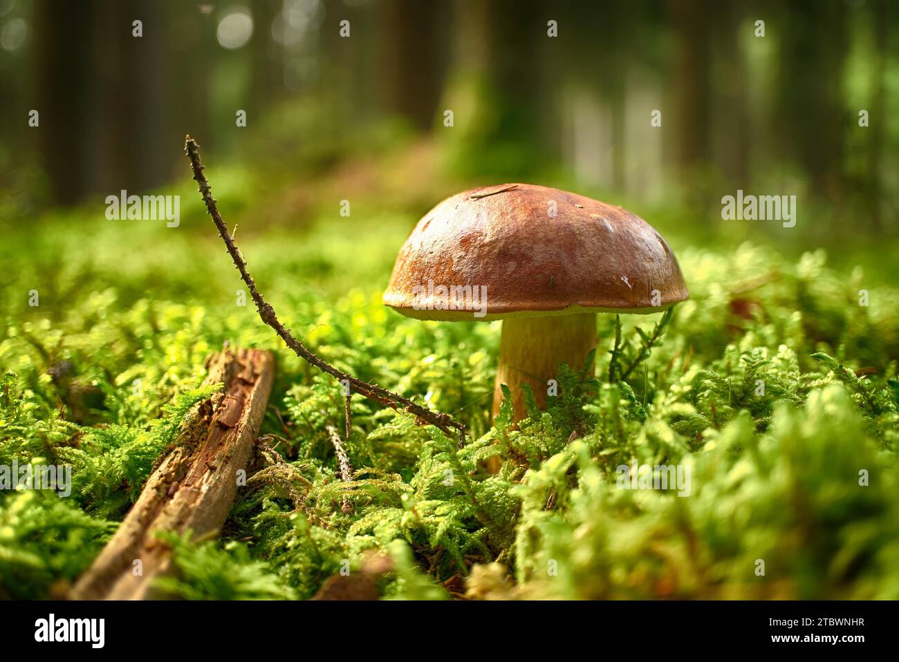 Cep or Boletus Mushroom growing on lush green moss in a forest, low ...