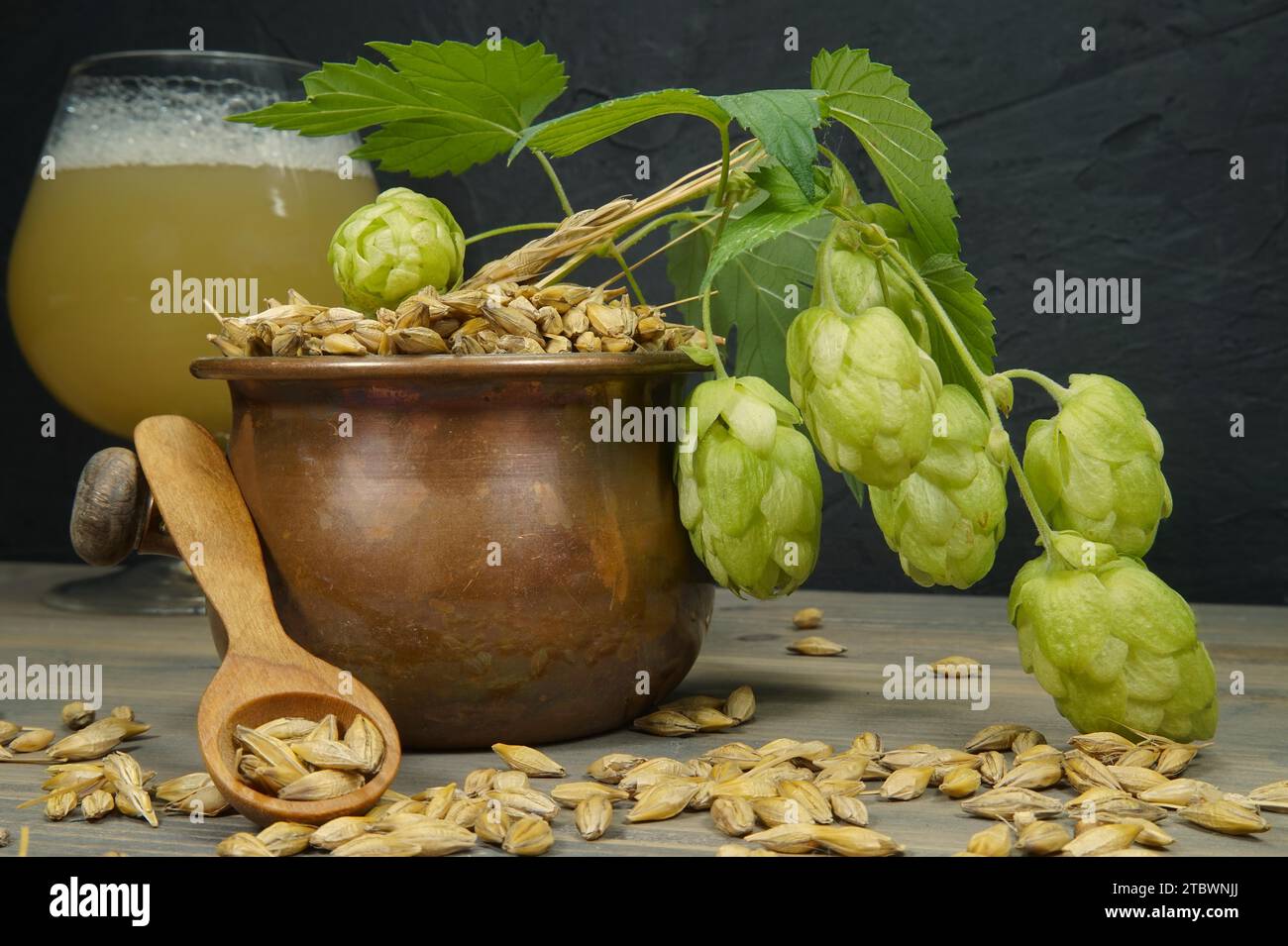 Branch of fresh hops on the plant and barley seeds spilling from wooden ...