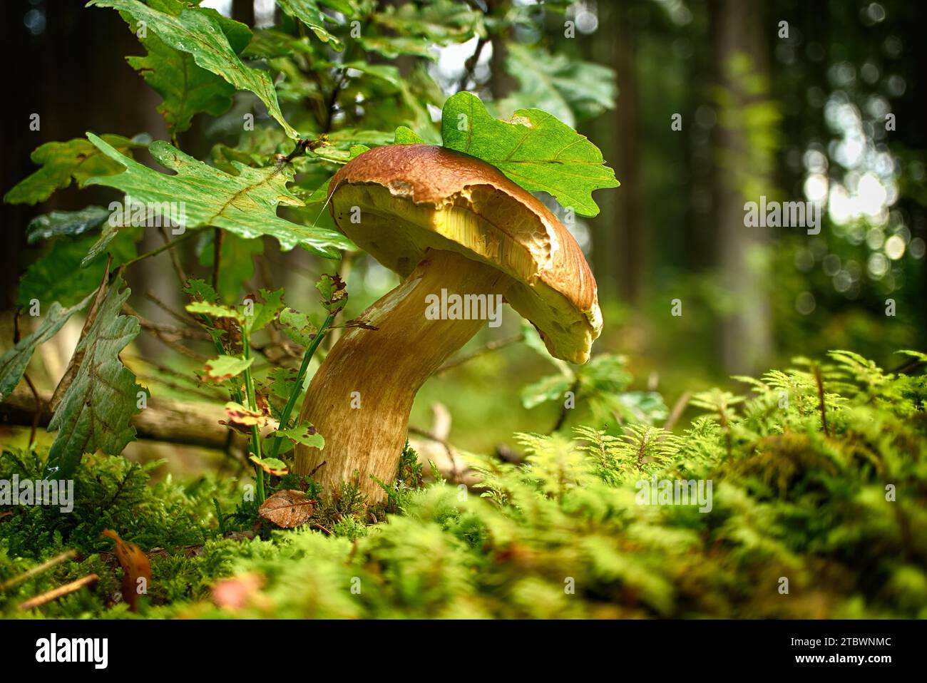 Bolete oak hi-res stock photography and images - Alamy