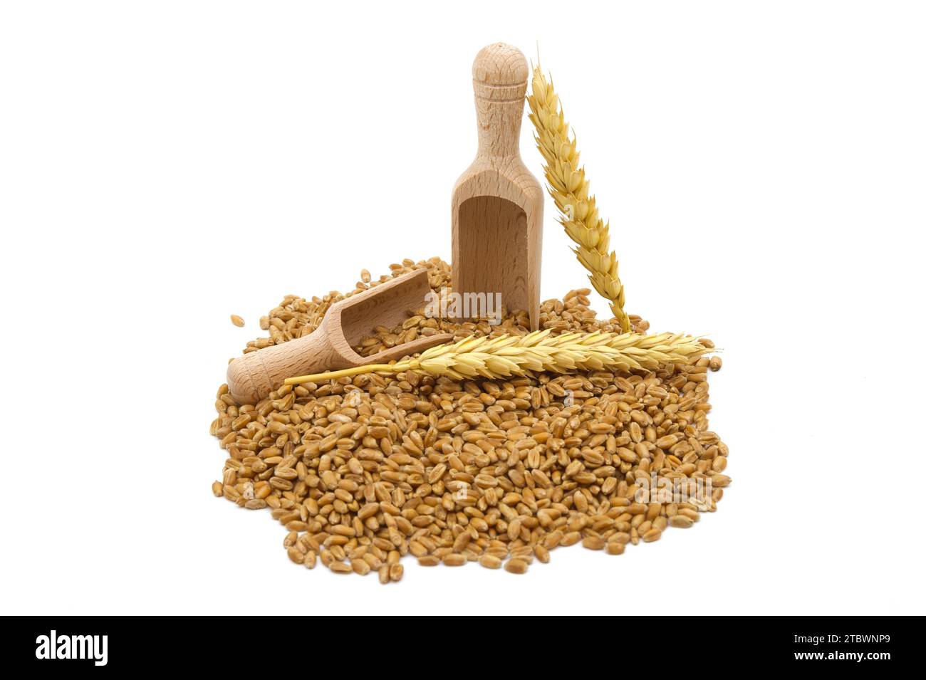 Wheat grain seeds and two wooden scoops near to ripe wheat ears over ...