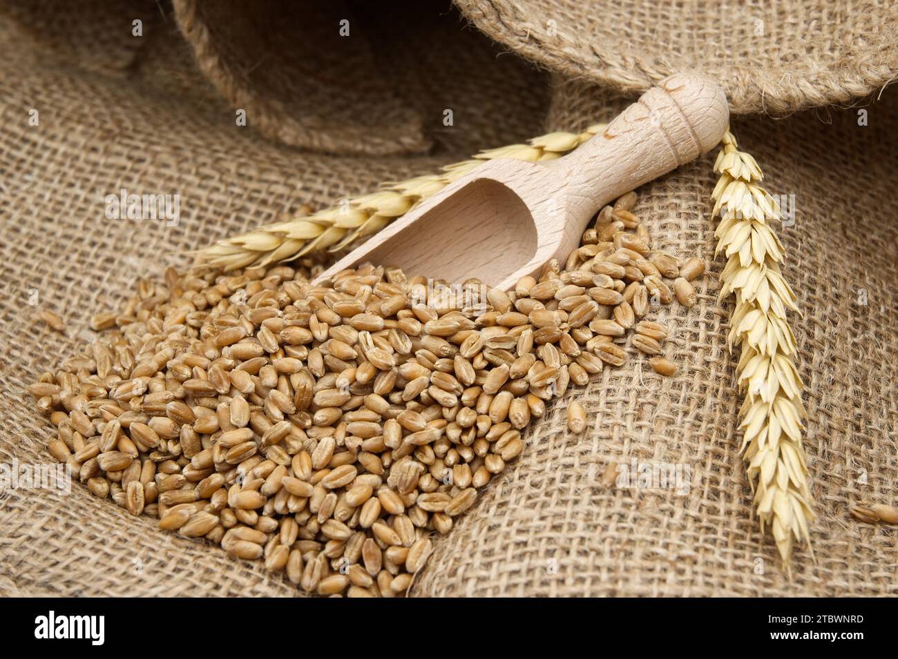 Wheat grain seeds and wooden scoop near to ripe wheat ears on hessian ...
