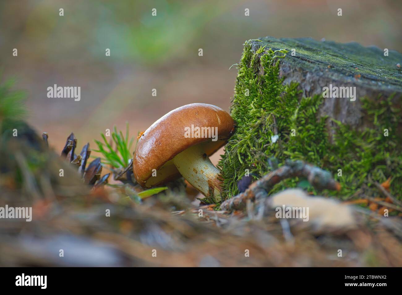 Suillus variegatus is a species of edible mushroom commonly called the ...