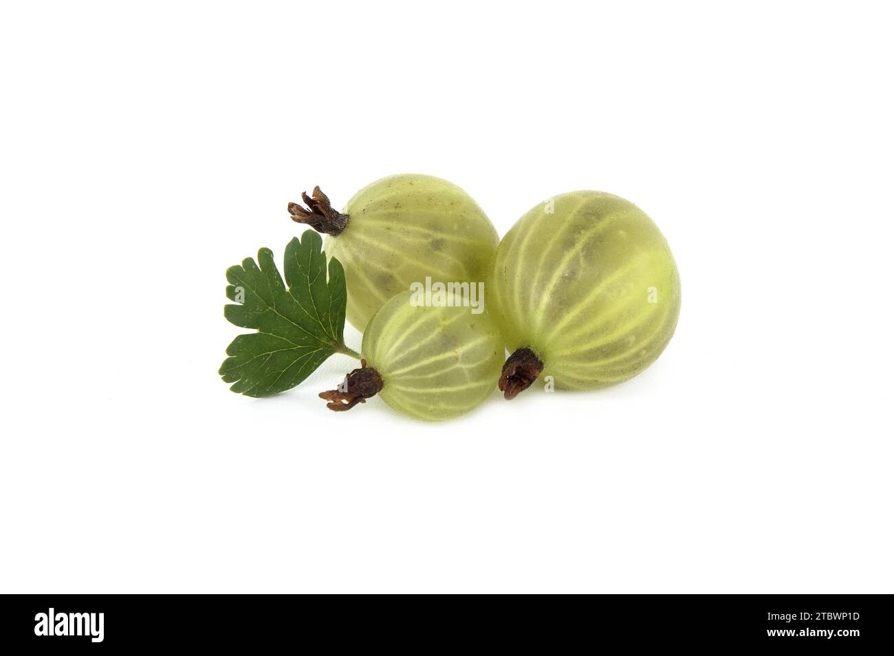 Pile of green ripe gooseberry with leaf isolated on white background ...